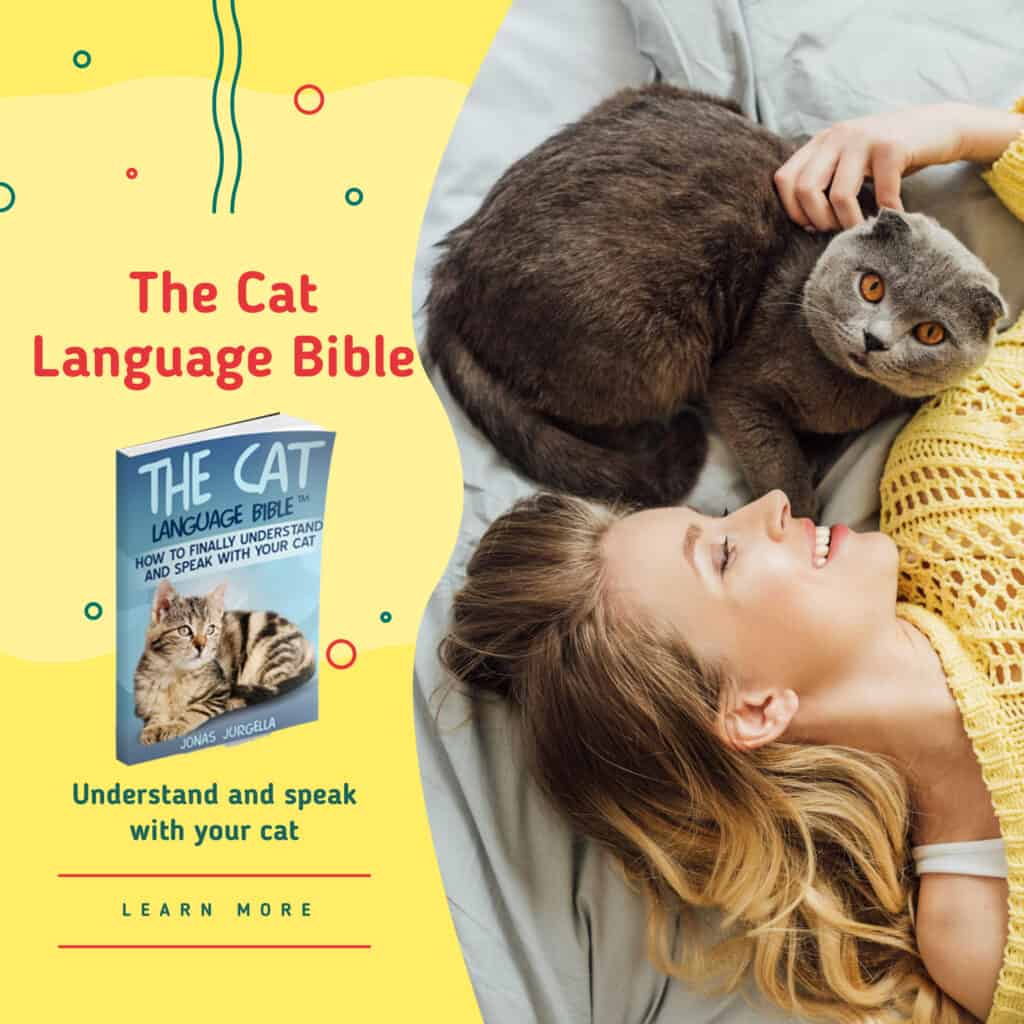 Can You Cuddle With A Sphynx Cat?