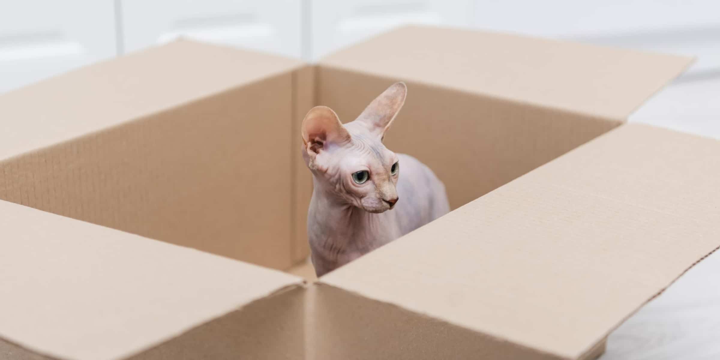 Are Sphynx Cats Intelligent?