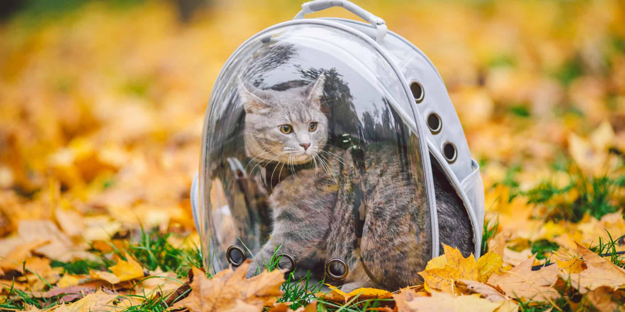 Best Cat Backpacks for Your Feline Friends