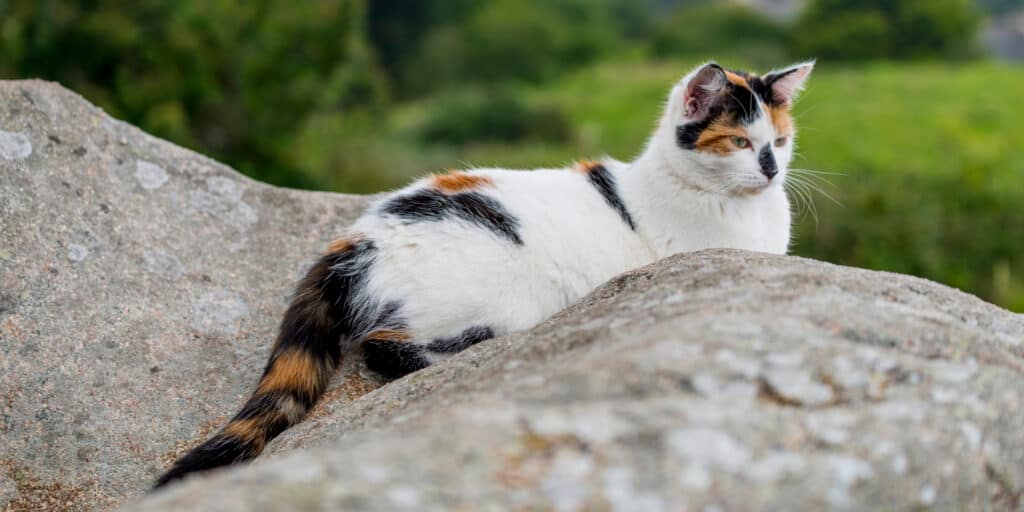 What's A Hybrid Cat?