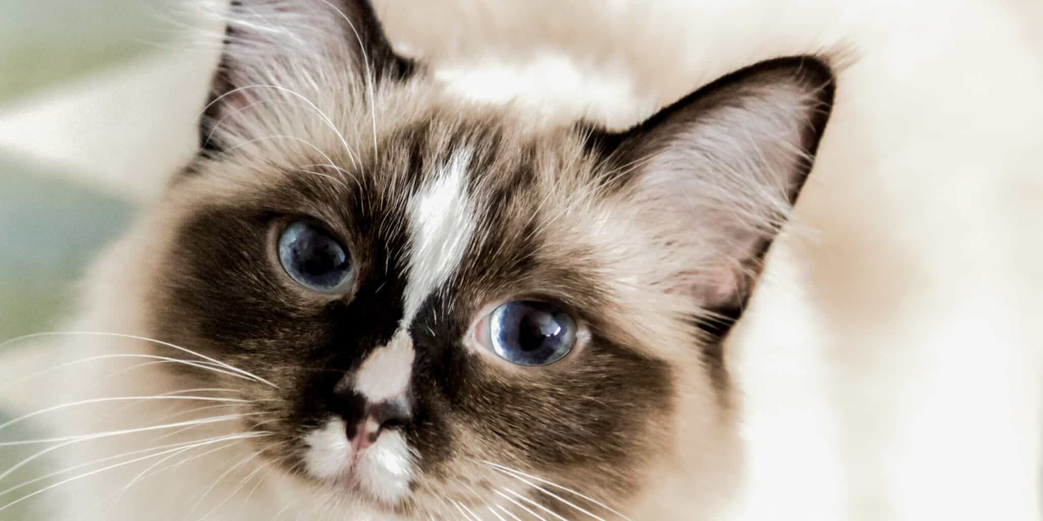 Ragdoll Cat | felinefascination.com