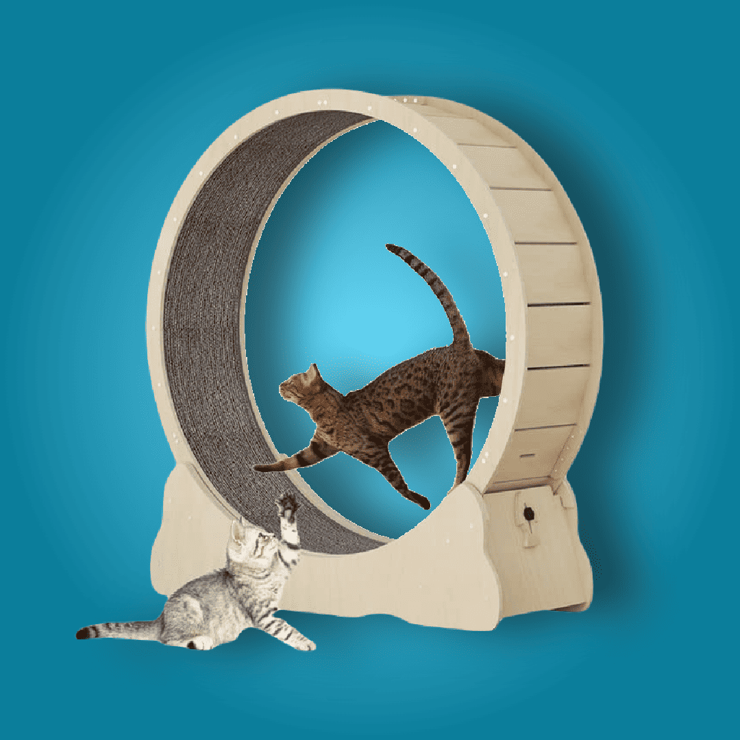 Best Cat Exercise Wheel for Indoor Cats in 2023