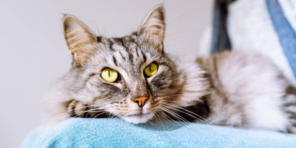 Do Cats Become More Affectionate With Age? Do Cats Become More Affectionate With Age?