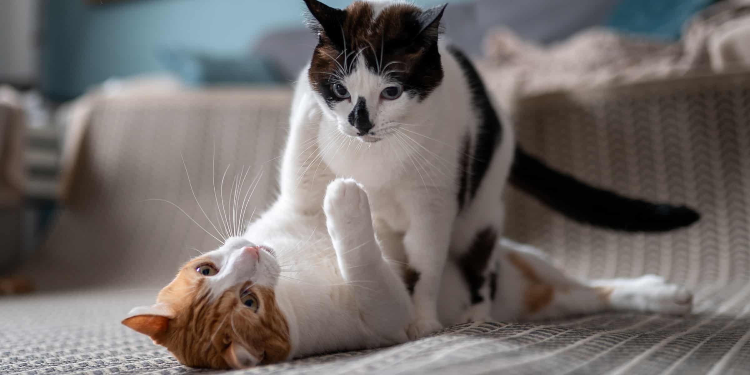 How to Stop Play Aggression in Cats